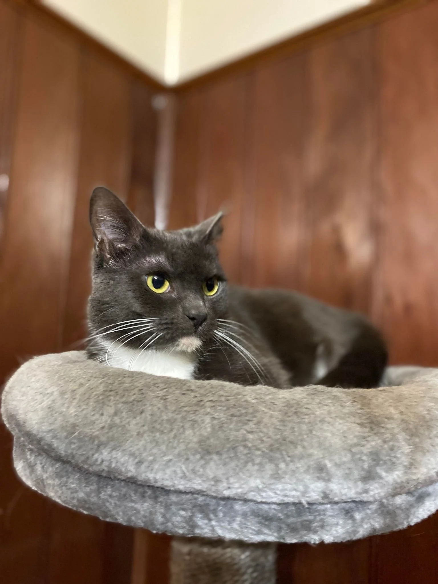 Grounded Paws Animal Rescue Inc.