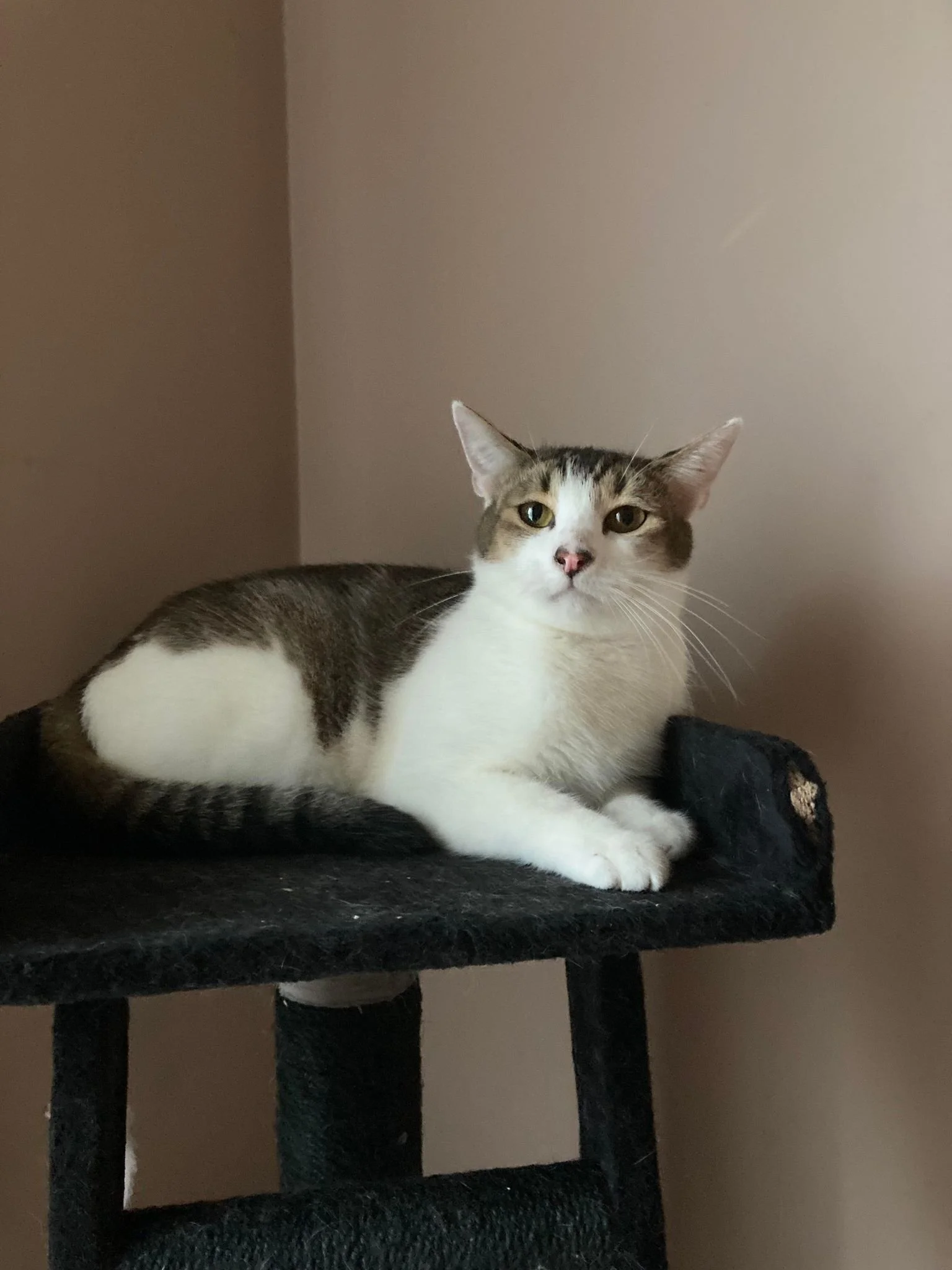 Grounded Paws Animal Rescue Inc.