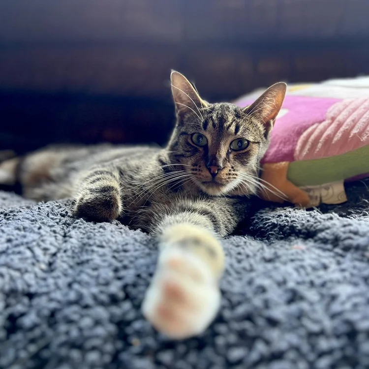Grounded Paws Animal Rescue Inc.