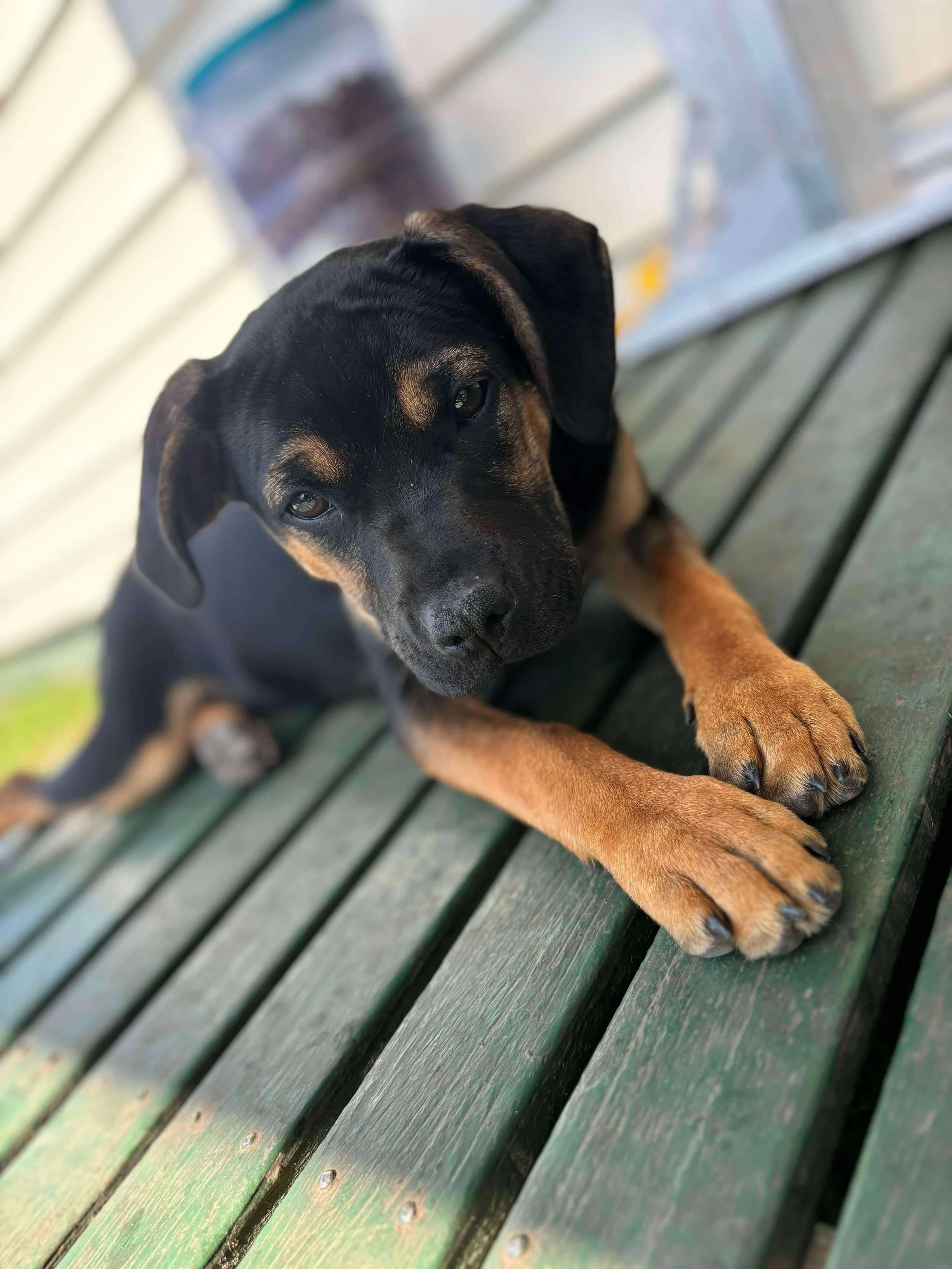 Grounded Paws Animal Rescue Inc.