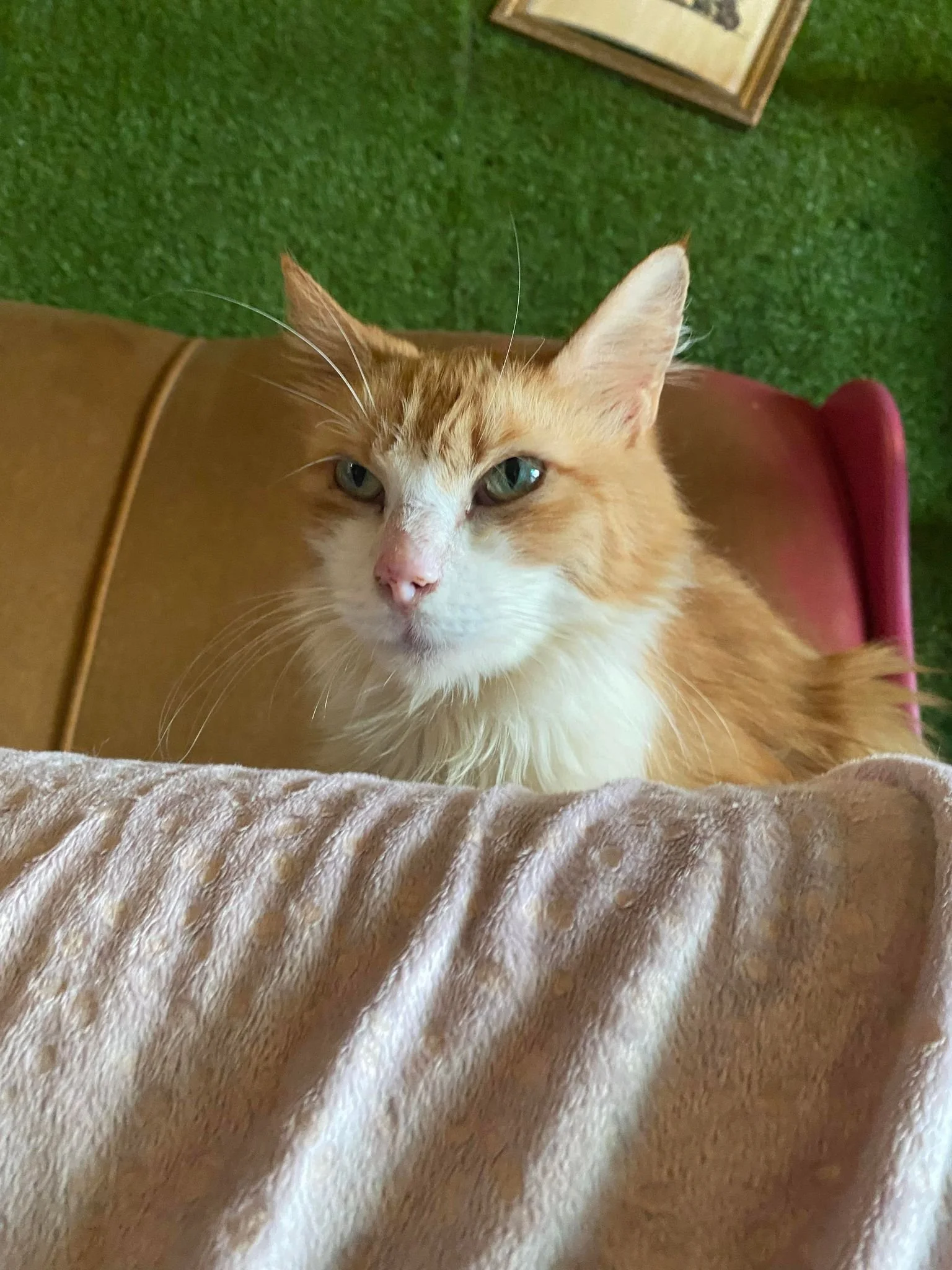 Grounded Paws Animal Rescue Inc.