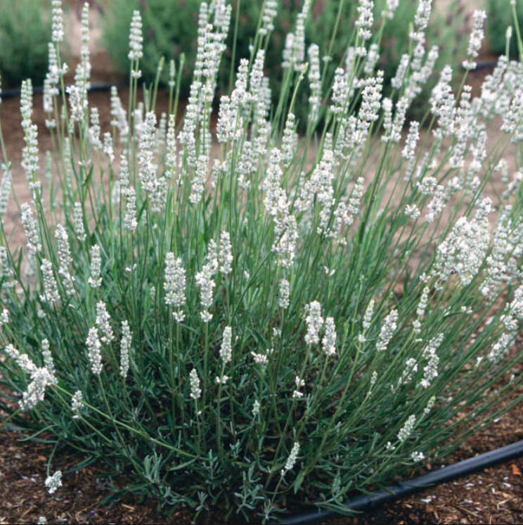 CULTIVARS OF LAVENDER | Discover Top Lavender Cultivars Today — Van ...