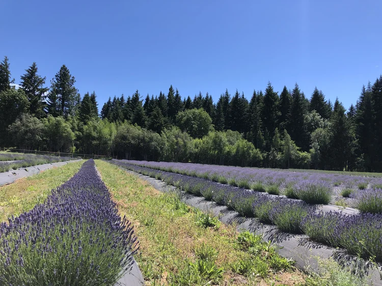 Van Gogh Lavender Farm