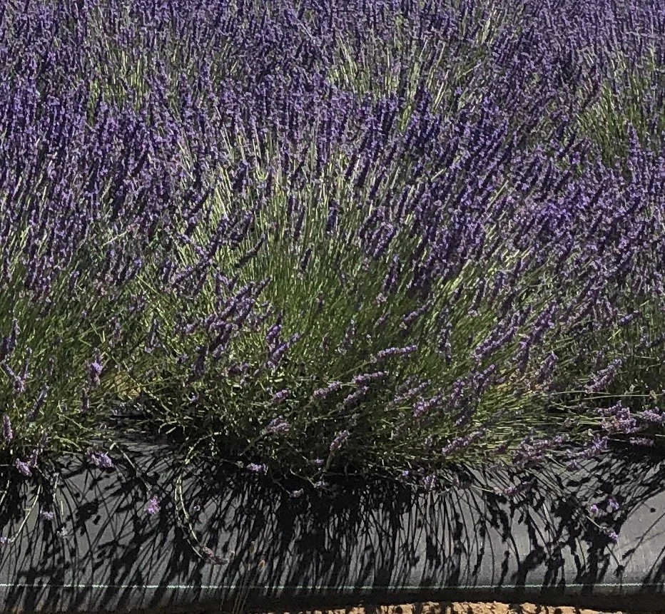 CULTIVARS OF LAVENDER — Van Gogh Lavender