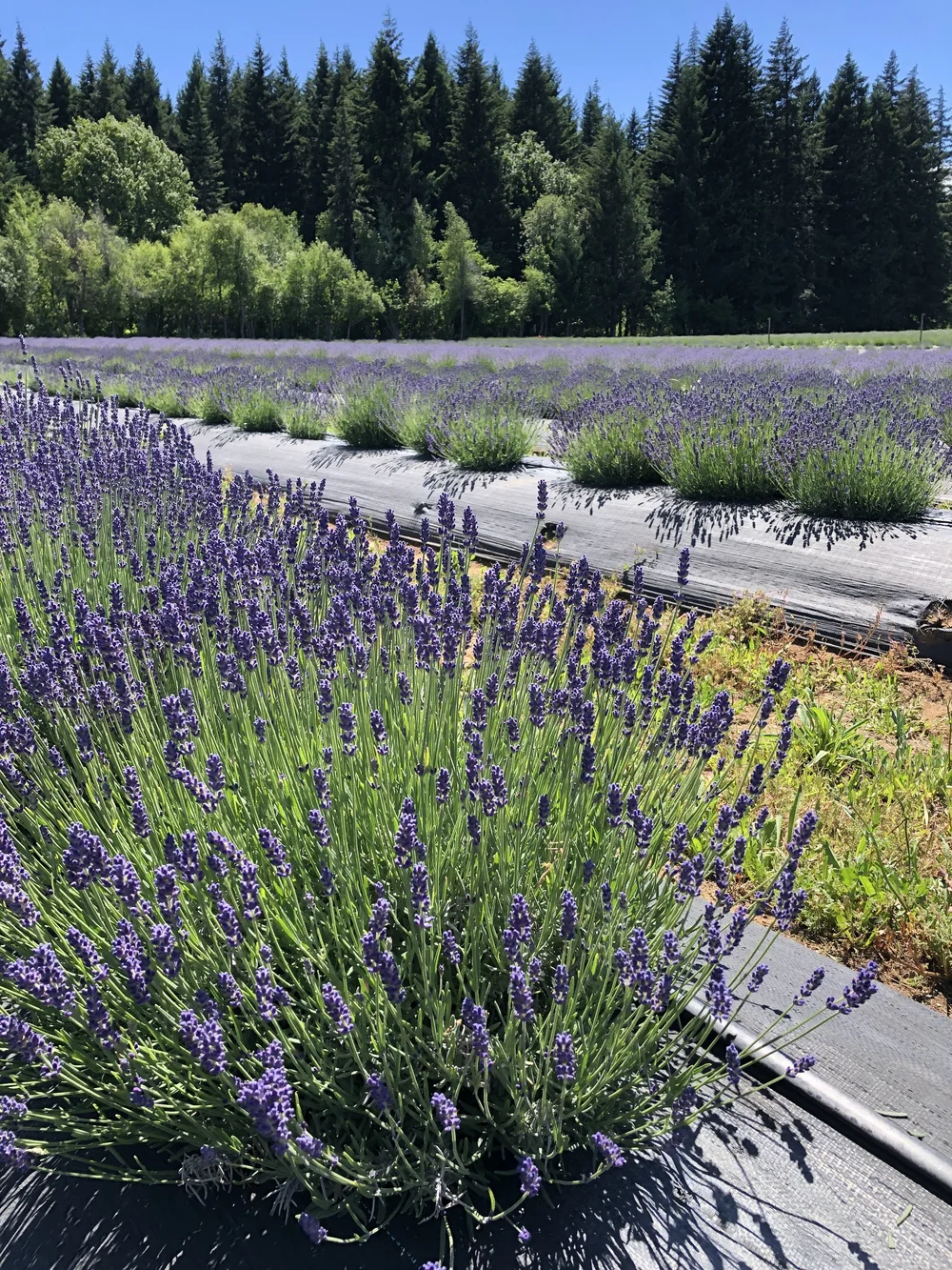 Van Gogh Lavender Farm