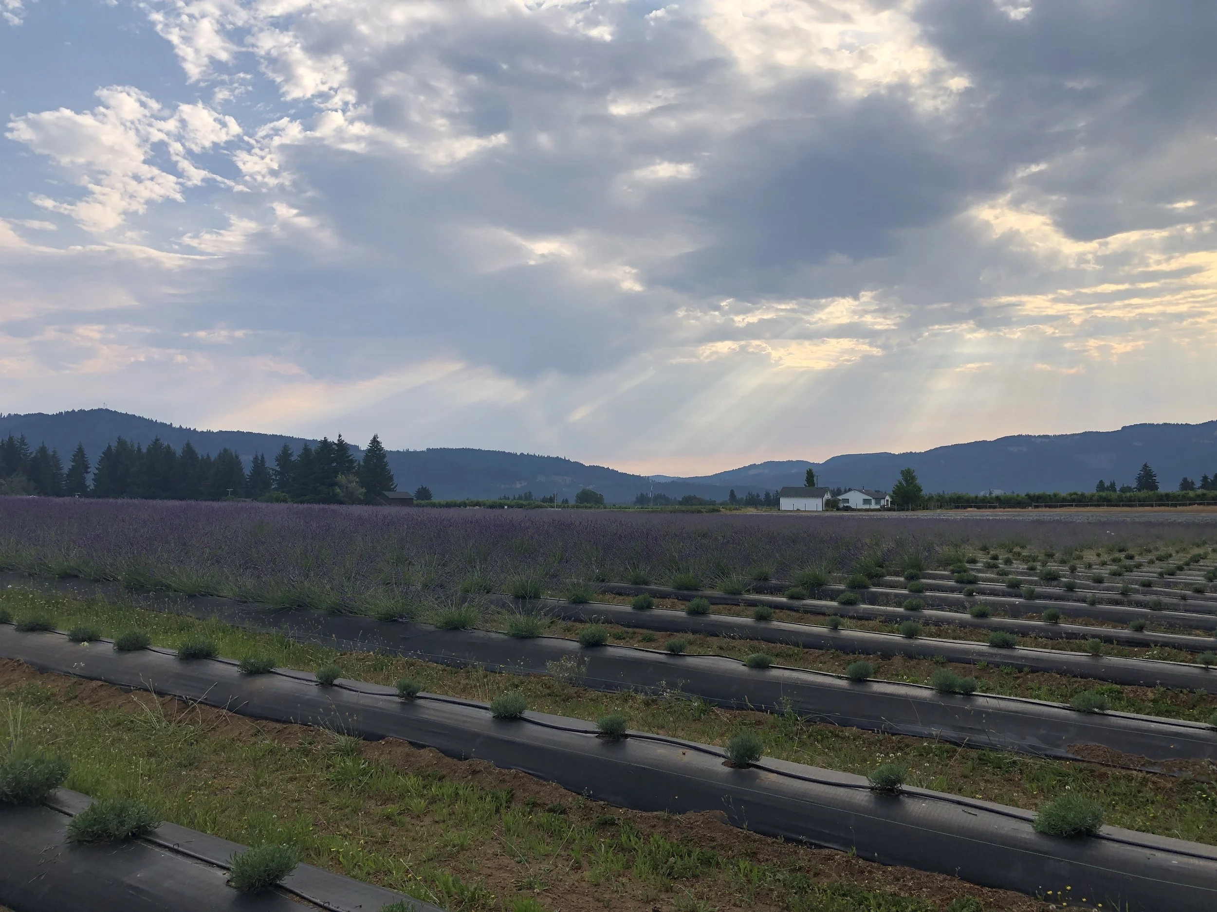 Van Gogh Lavender Farm