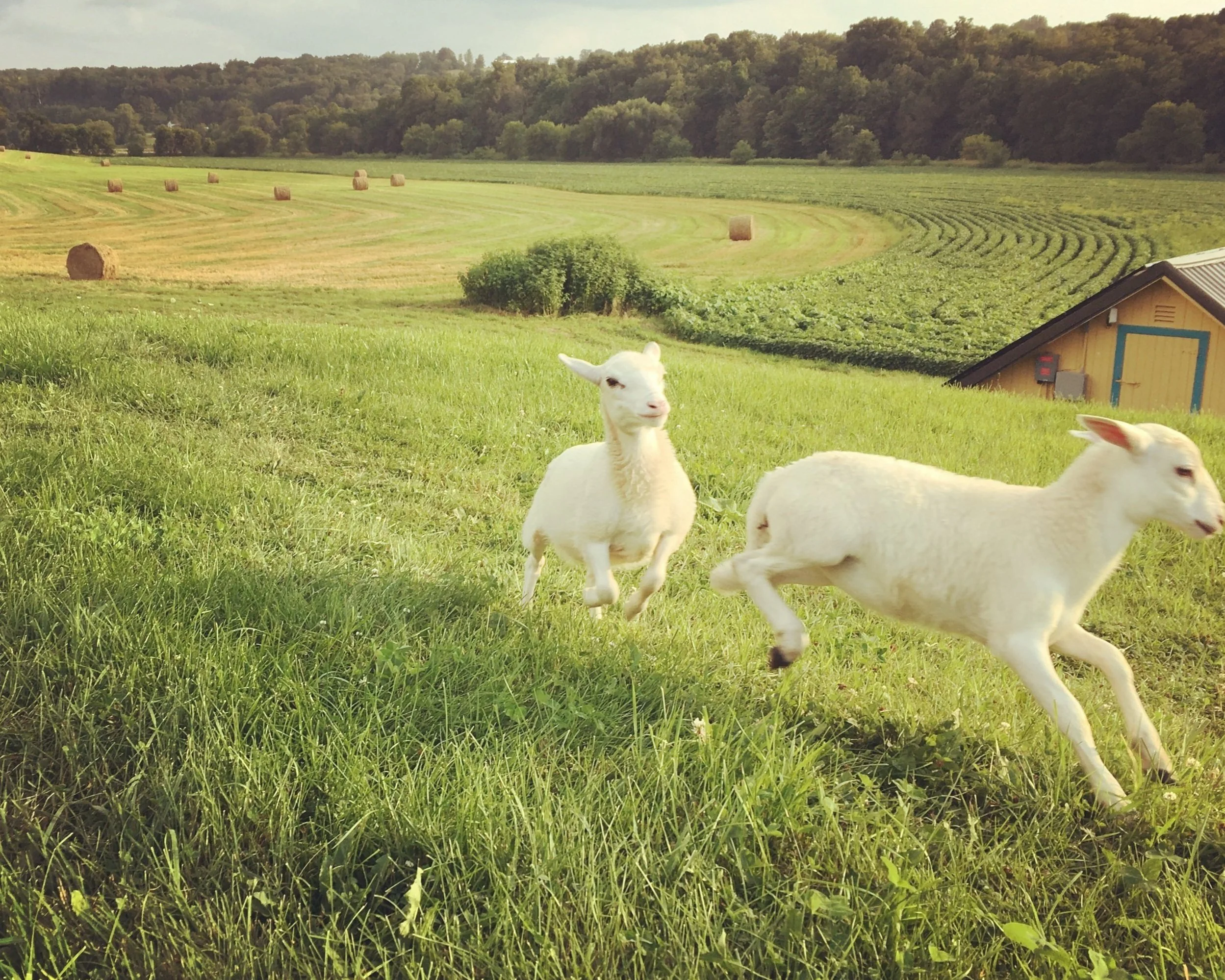 Grass Fed Lamb — Luna Valley Farm