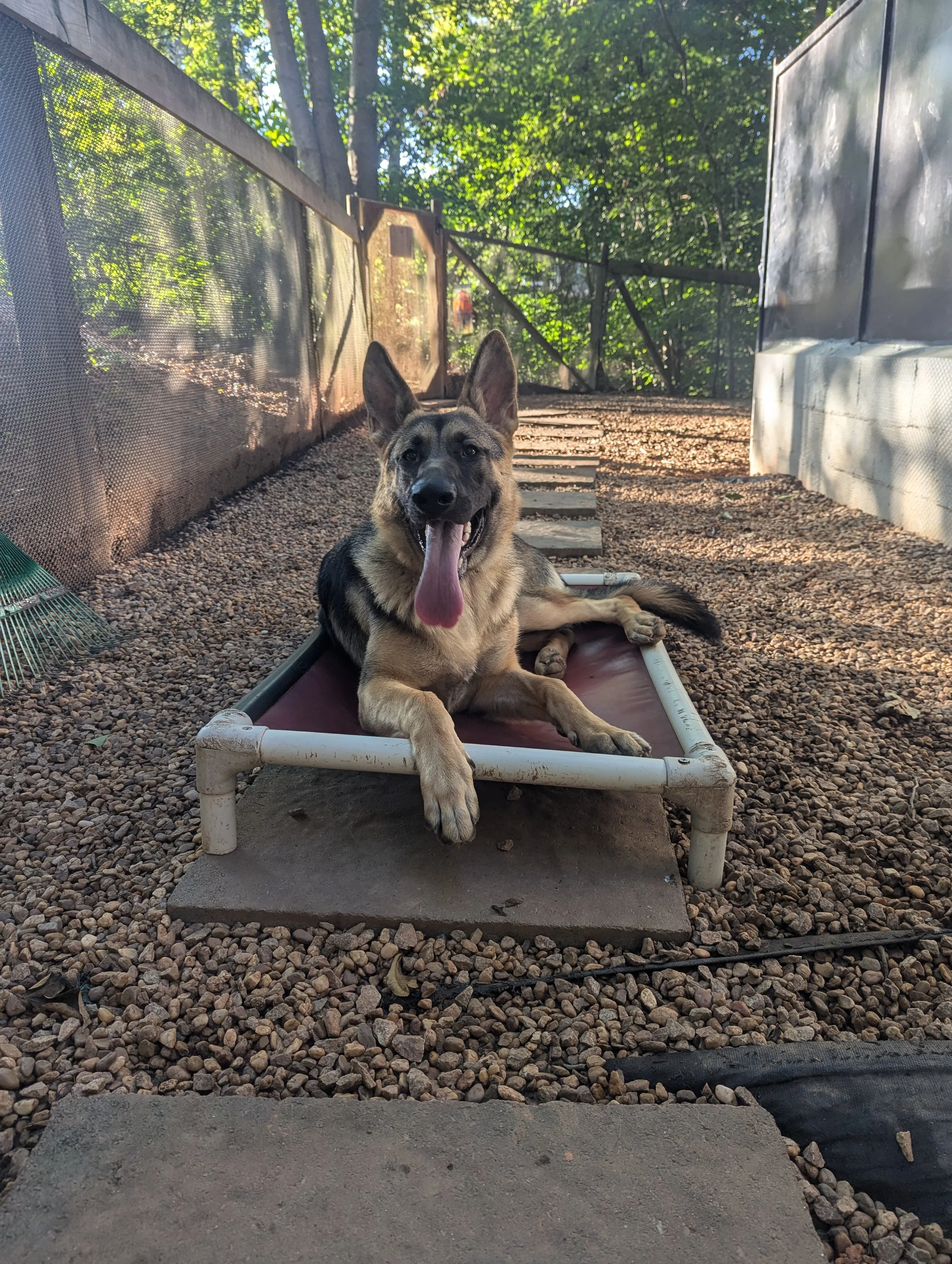 Dog Training — Hi-C Farms and Kennels