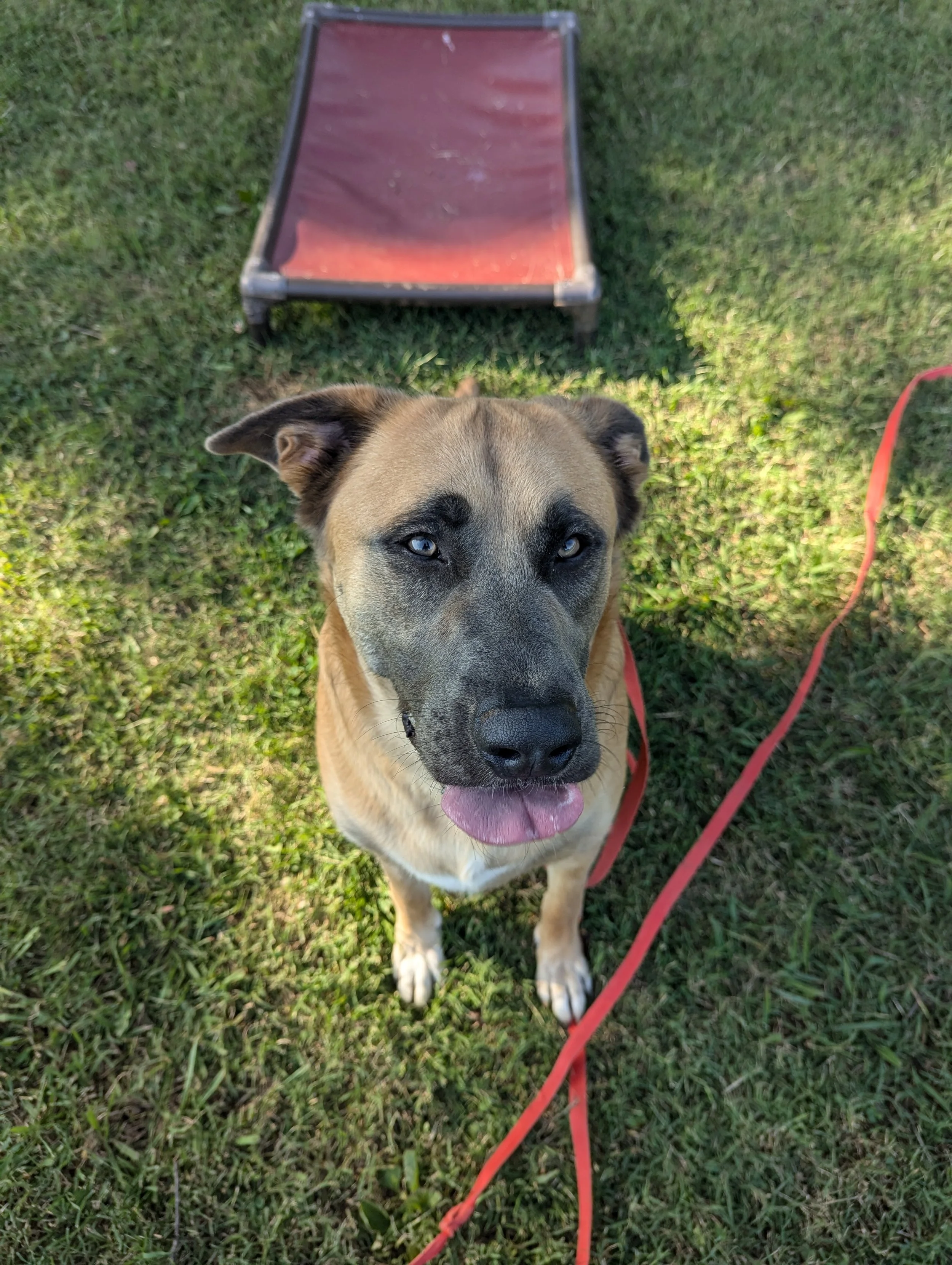 Dog Training — Hi-C Farms and Kennels