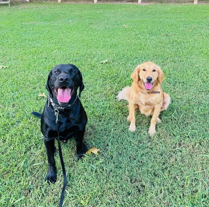 Dog Training — Hi-C Farms and Kennels