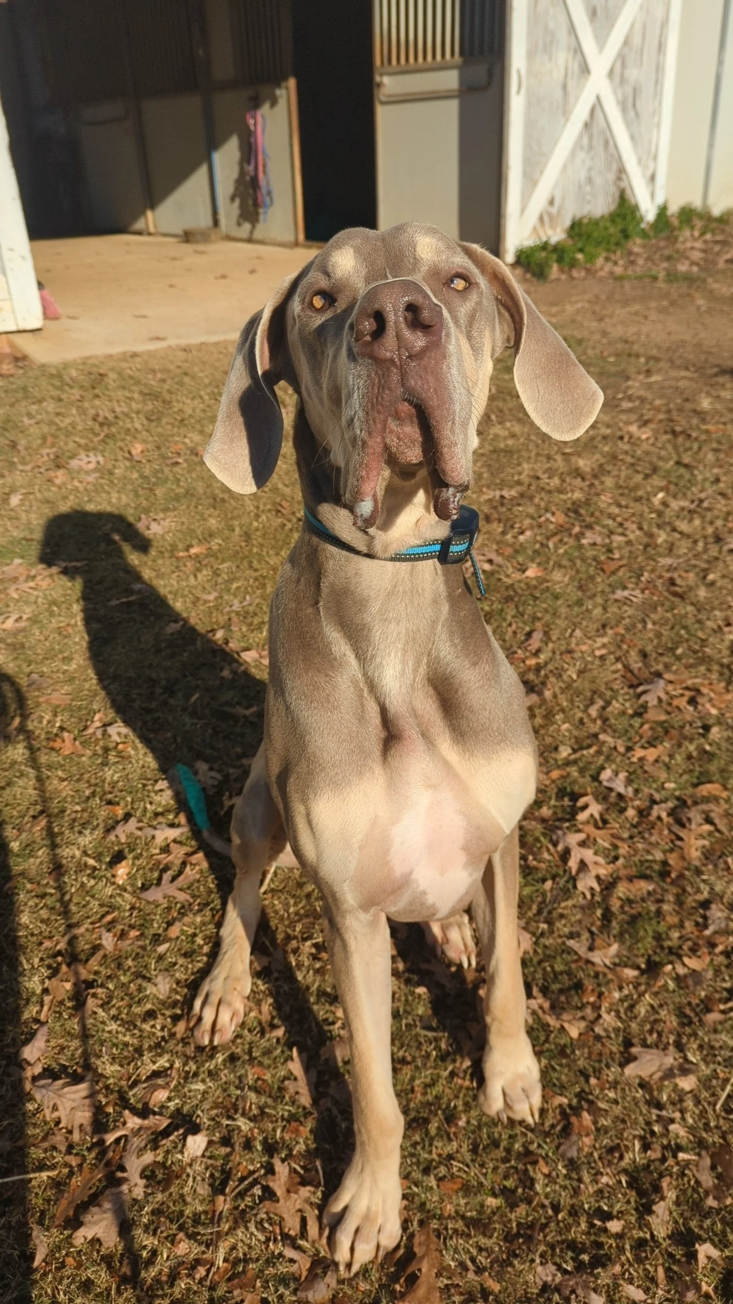 Dog Training — Hi-C Farms and Kennels