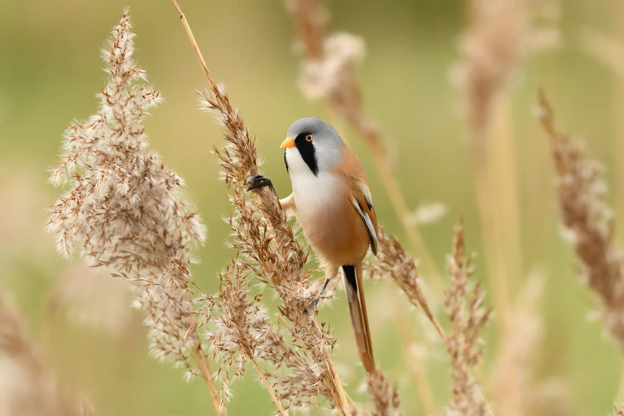 Bearded reedlings: a brief encounter — Anthony Baines Photography