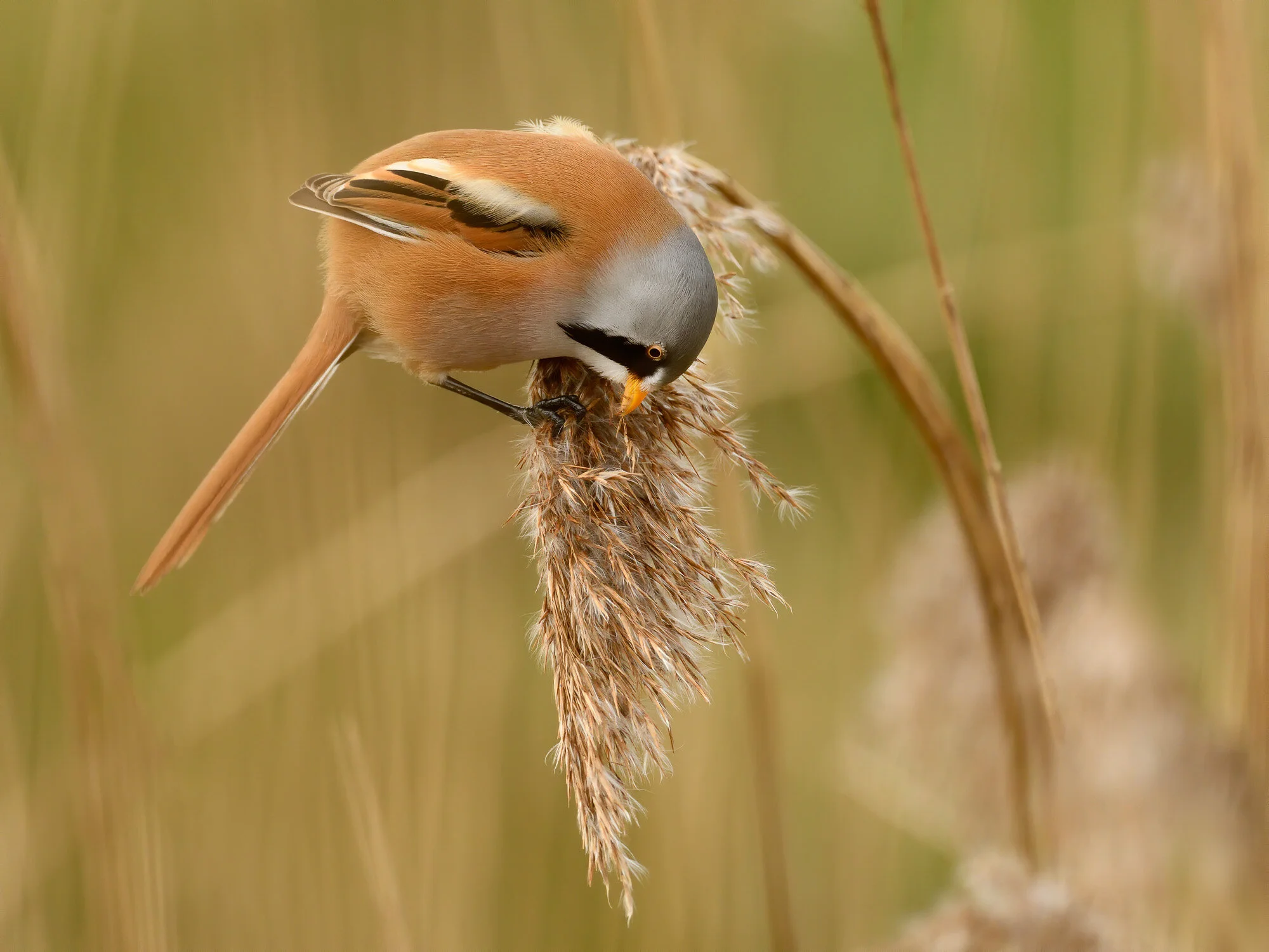 Bearded reedlings: a brief encounter — Anthony Baines Photography