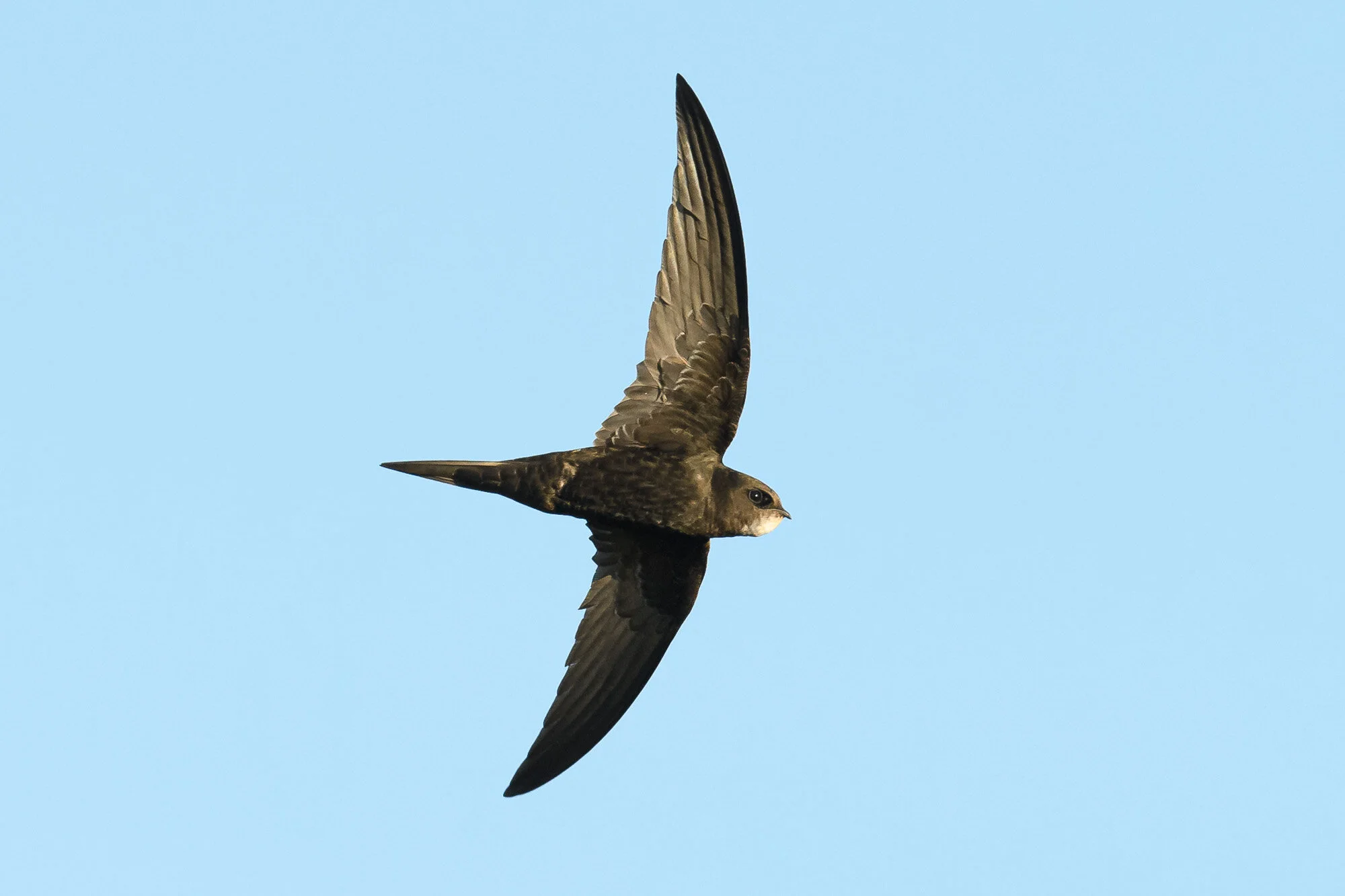 Common Swift (Apus apus) — Blog — Anthony Baines Photography