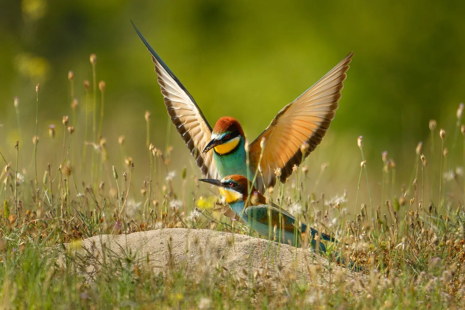 Postcard from Lake Kerkini: May 2026 edition — Anthony Baines Photography