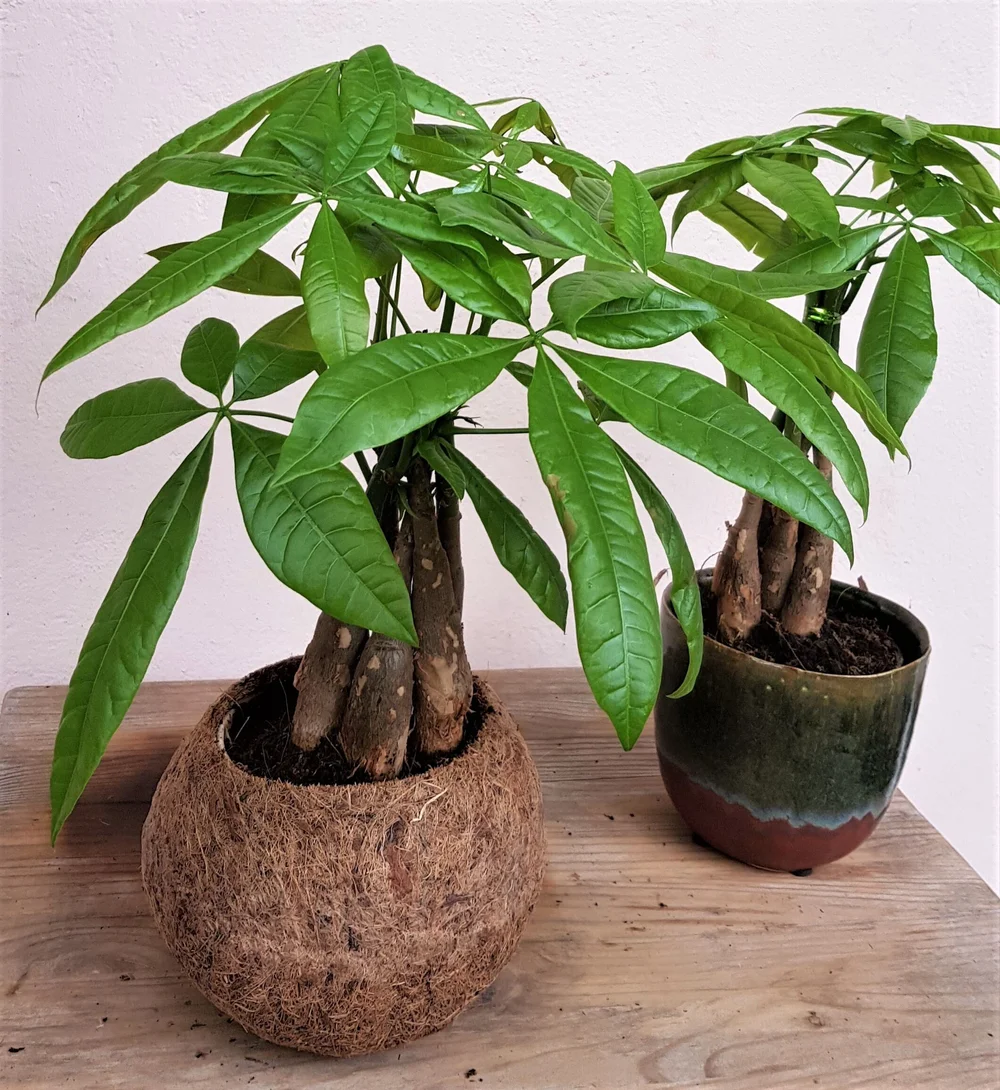 Japanese Money Tree