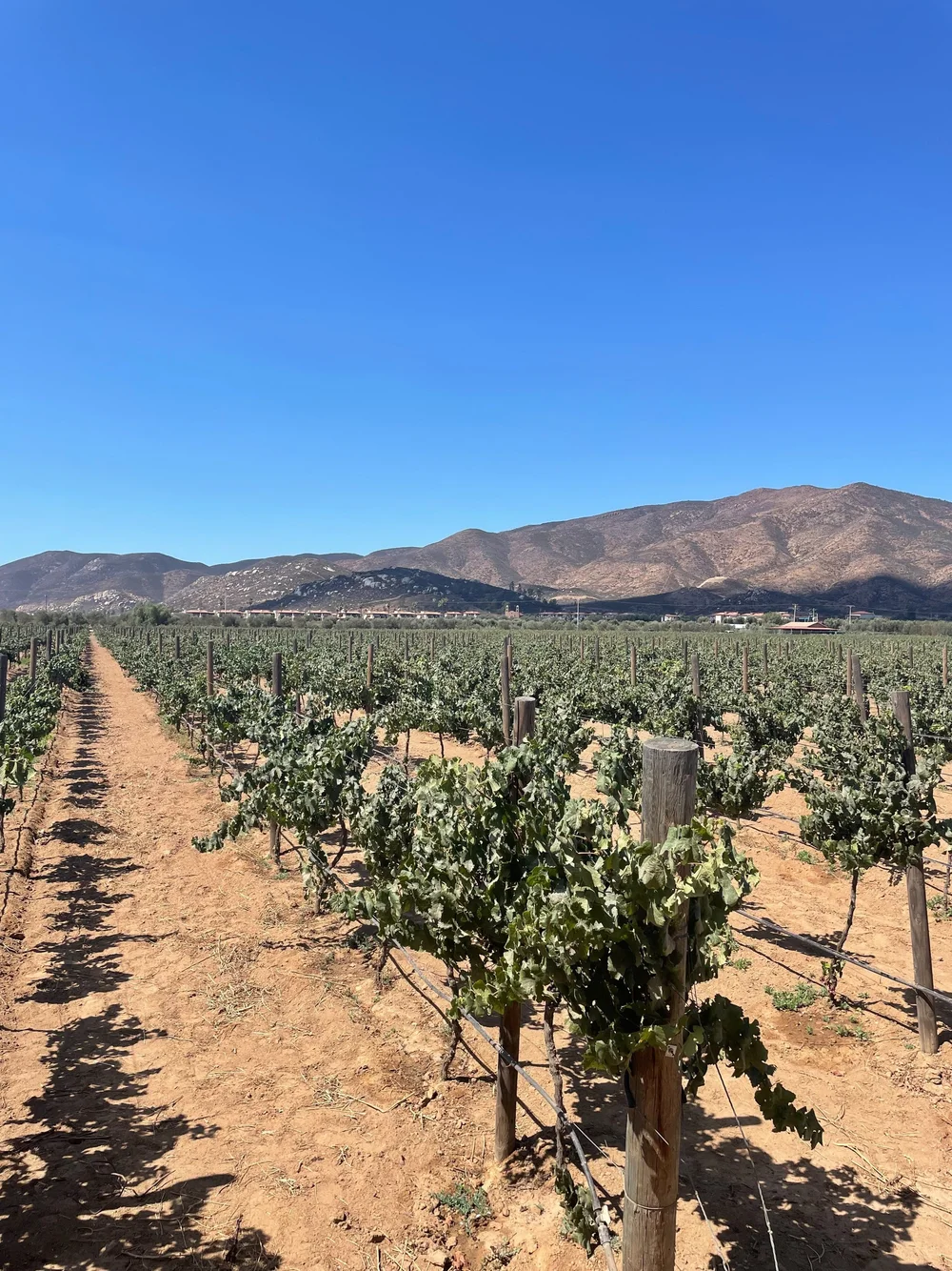 The Best Things to Do in Ensenada Port — drillinjourneys