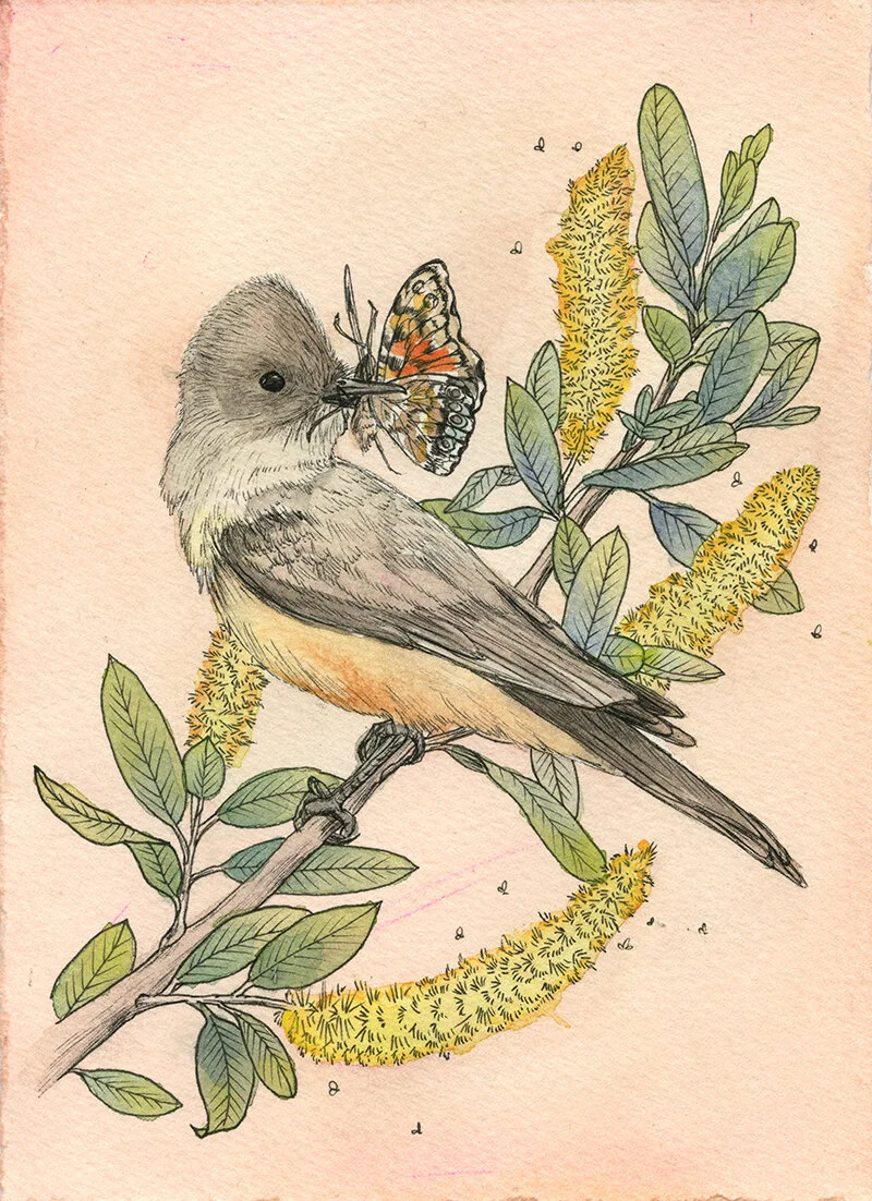 Nature Illustrations — MARGARET GALLAGHER