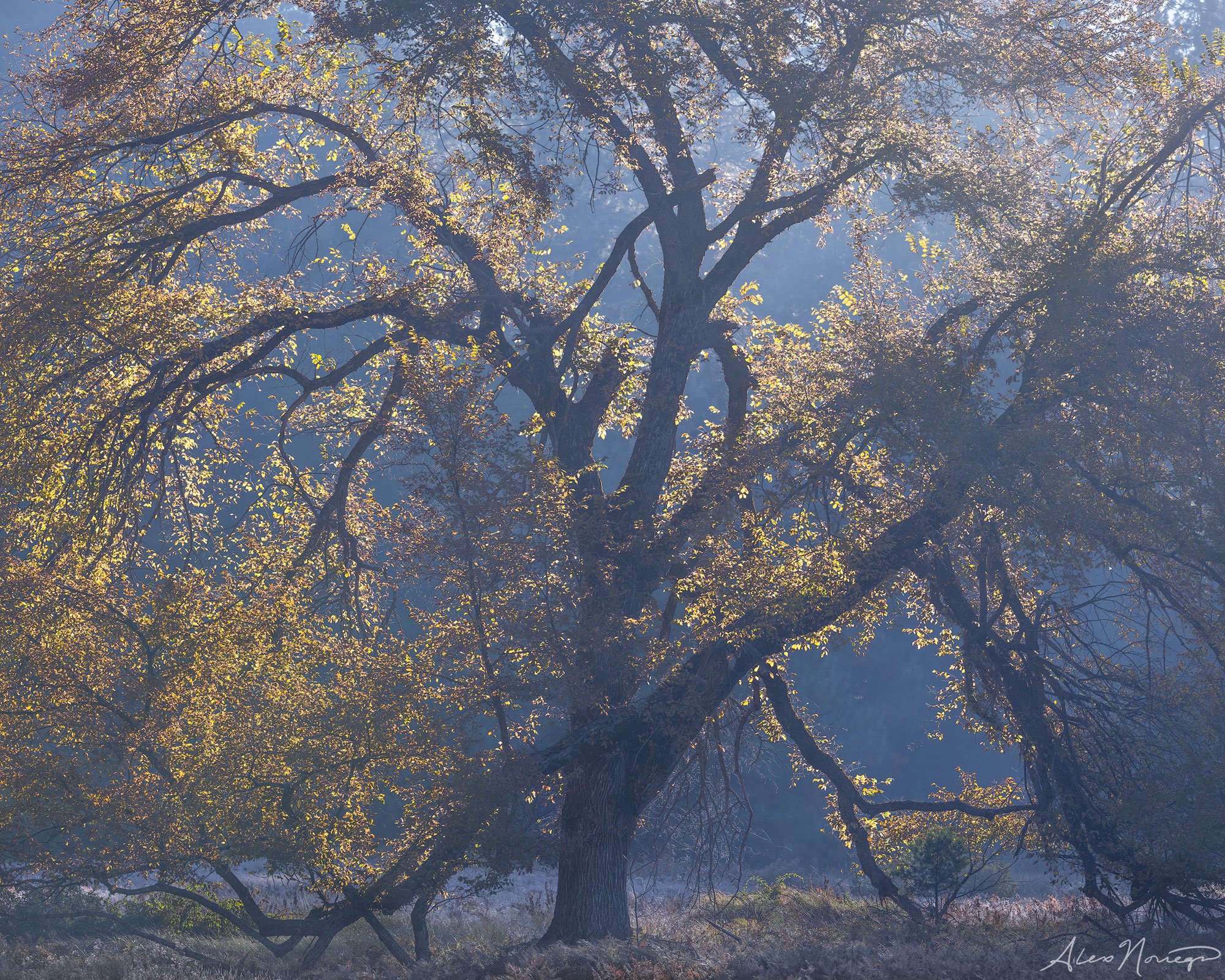 Nature Photography Workshops — Alex Noriega Nature Photography