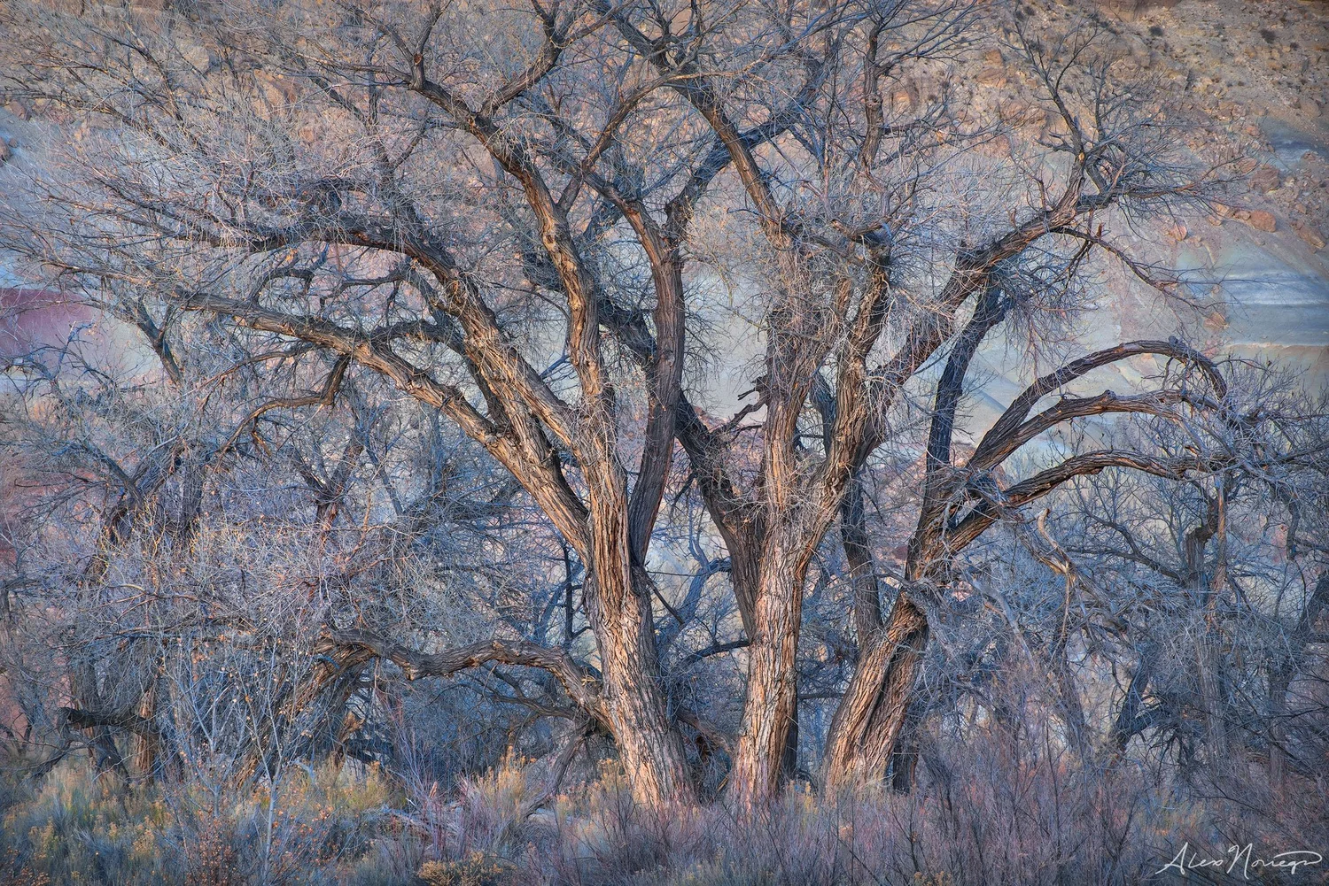 2022 Utah Gallery — Alex Noriega Nature Photography