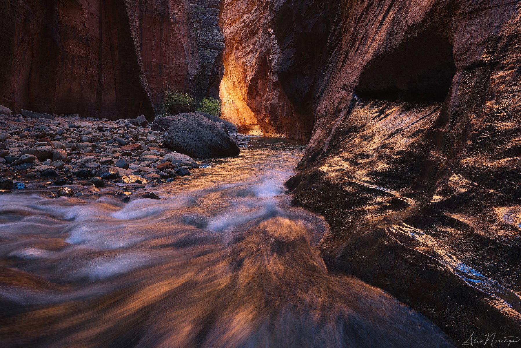 Photographs — Alex Noriega Nature Photography