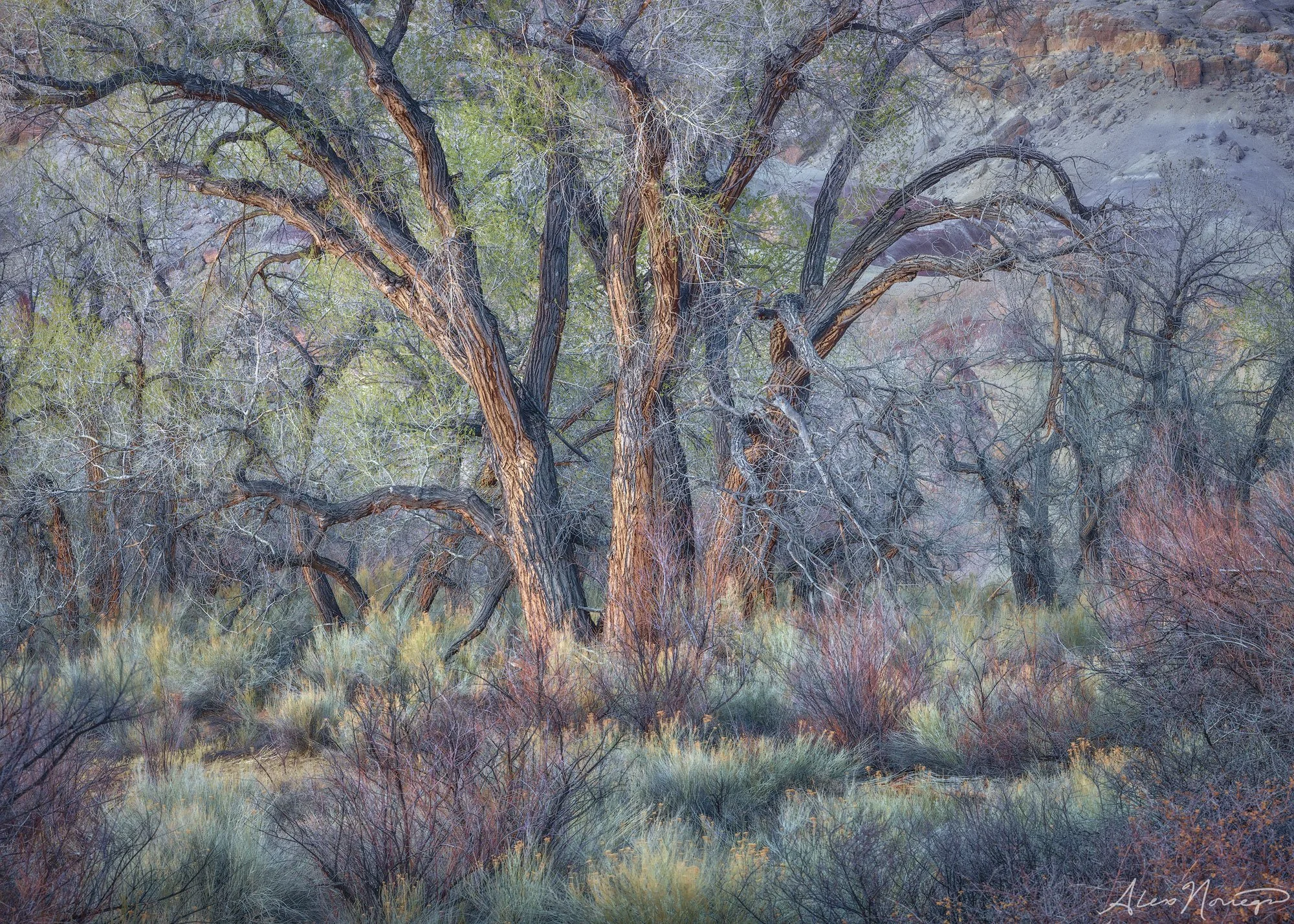 Alex Noriega Nature Photography