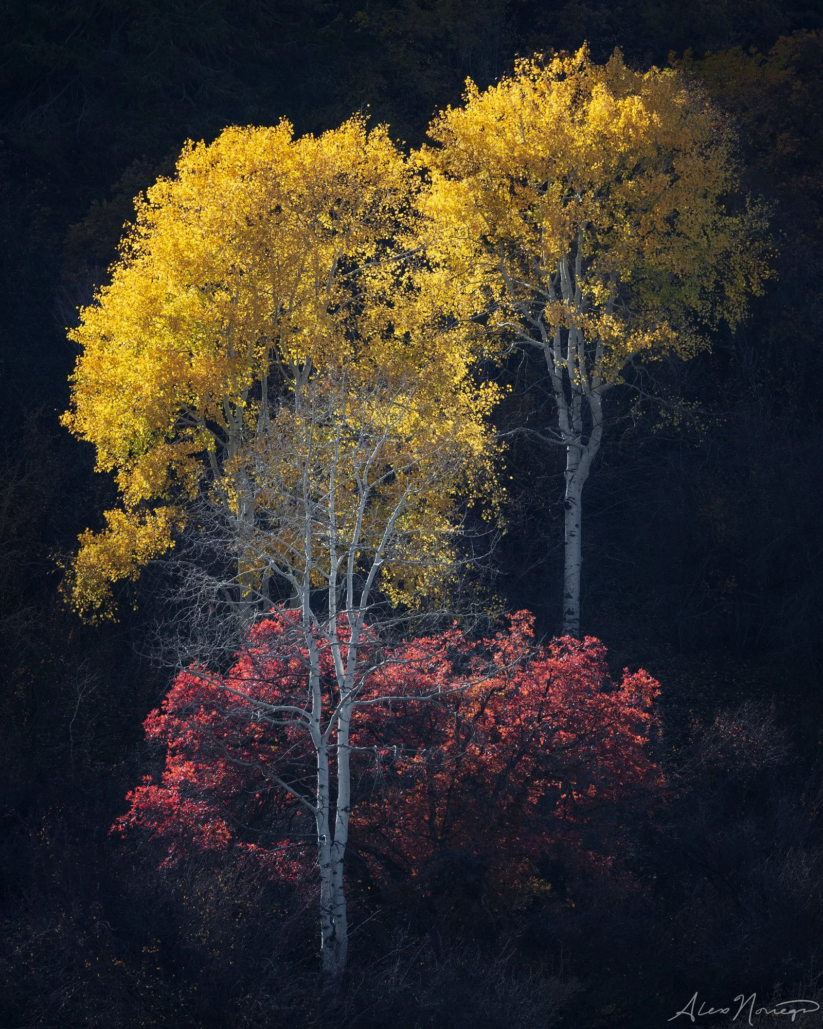 Alex Noriega Nature Photography
