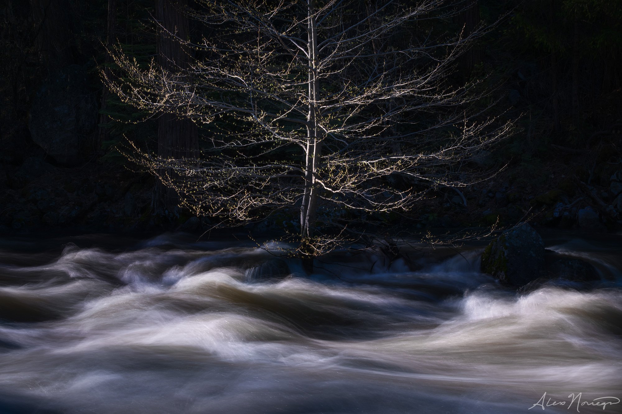 Photographs — Alex Noriega Nature Photography