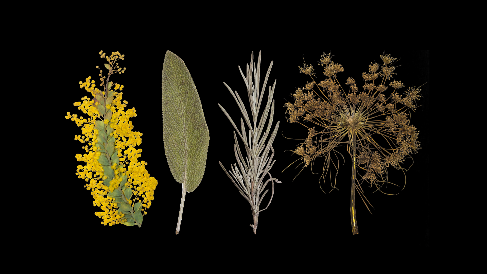 Michèle Saint-Michel - Grief is an Origami Swan