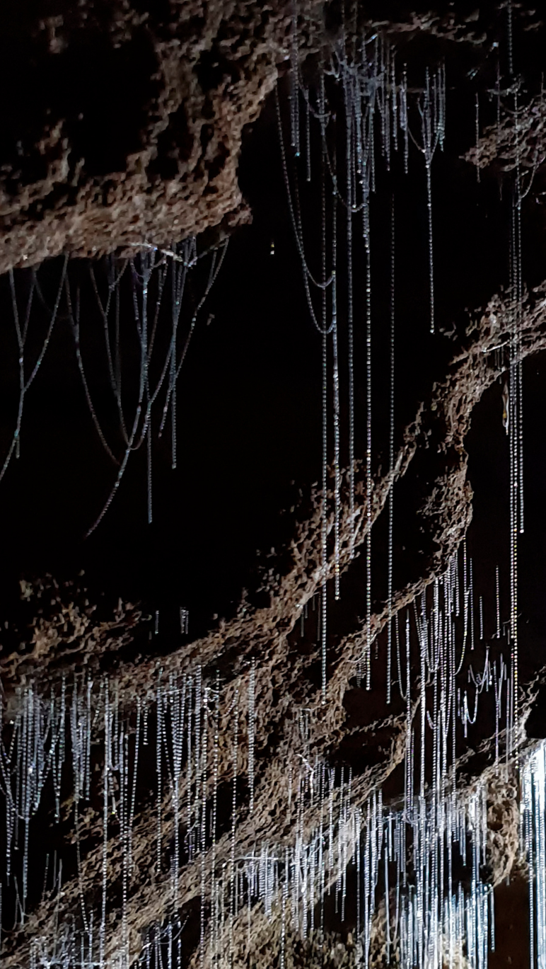 White Worms On Ceiling | Shelly Lighting