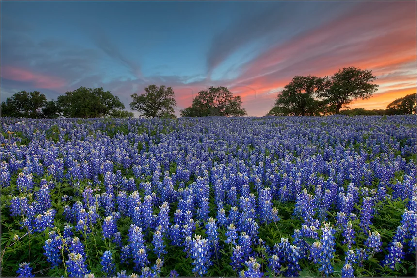 Bluebonnet Rarities, LLC