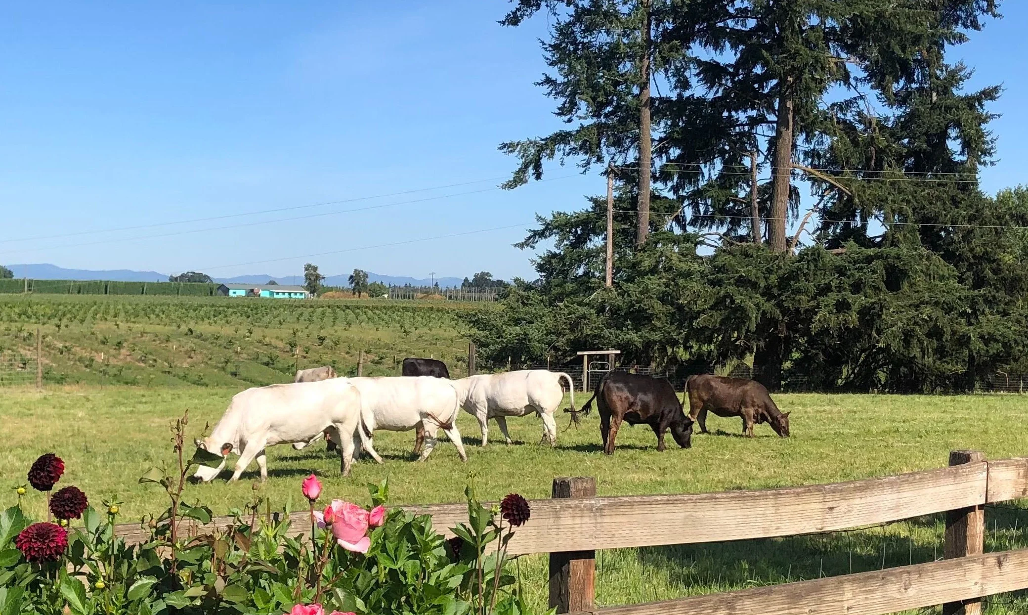 Piedmontese Beef — Red Cedar Ranch
