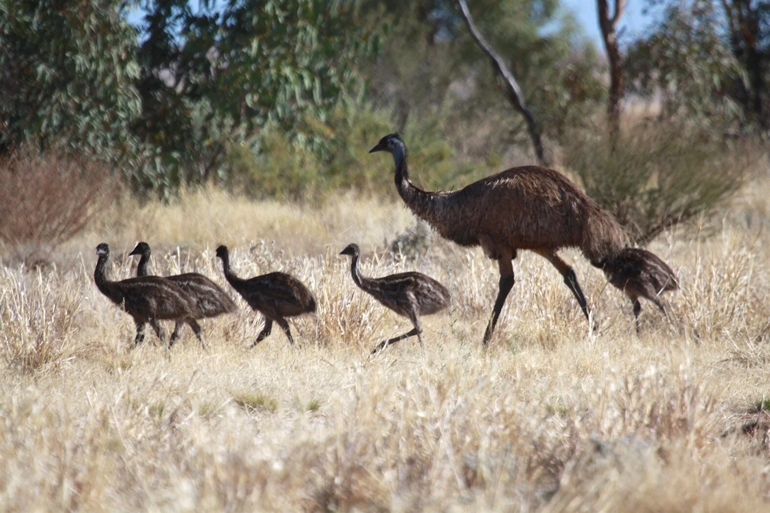 Dinawan's Connection — Visit Cowra
