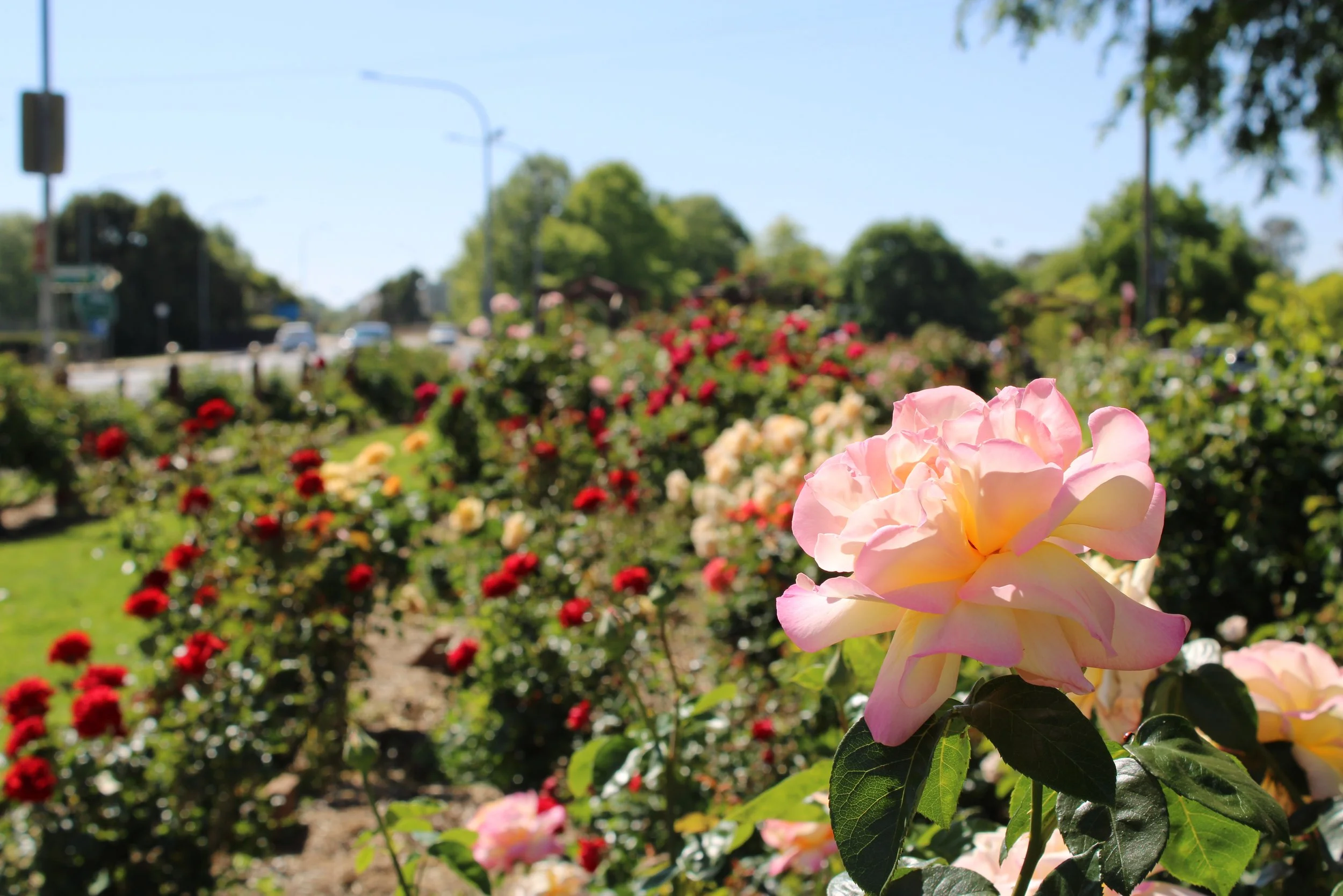 Cowra Rose Garden — Visit Cowra