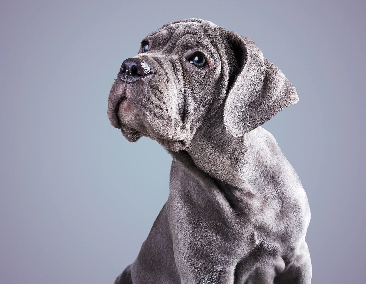 COLORFUR: The Photography Project About The Colorful World Of Dogs ...