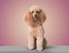 COLORFUR: The Photography Project About The Colorful World Of Dogs ...