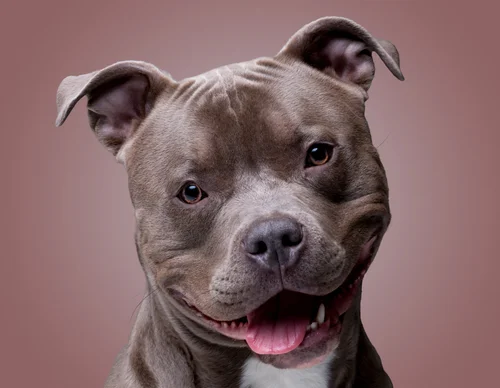 COLORFUR: The Photography Project About The Colorful World Of Dogs ...