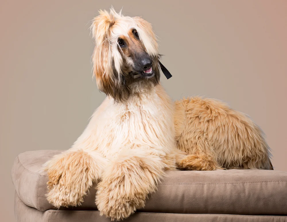 COLORFUR: The Photography Project About The Colorful World Of Dogs ...