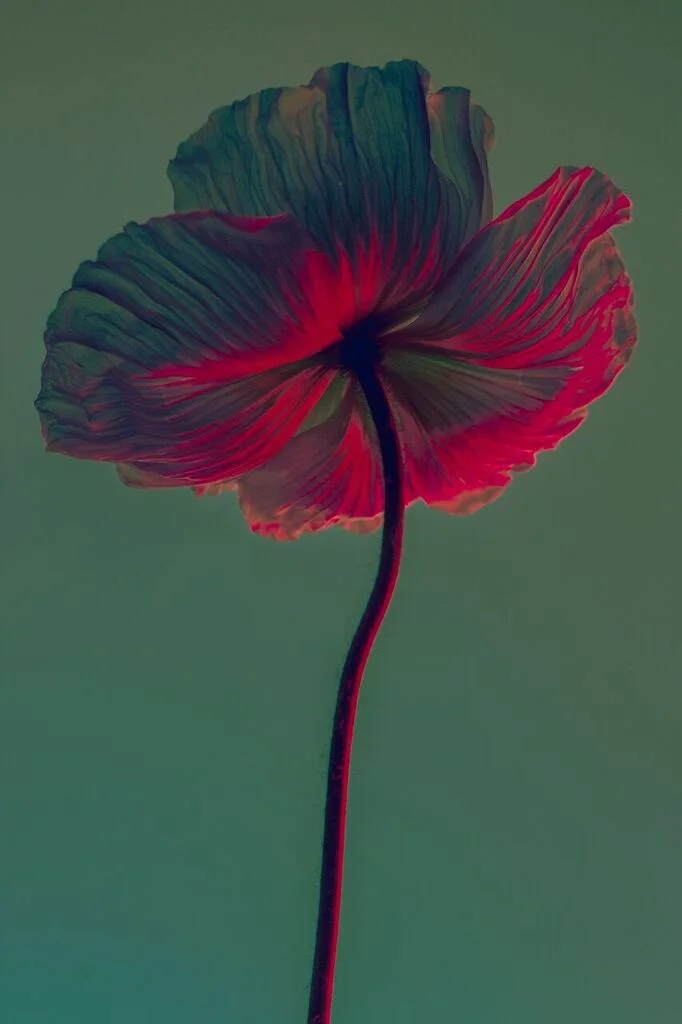 CHROMA: A Photographer's Guide To Lighting With Color — RETOUCHIST