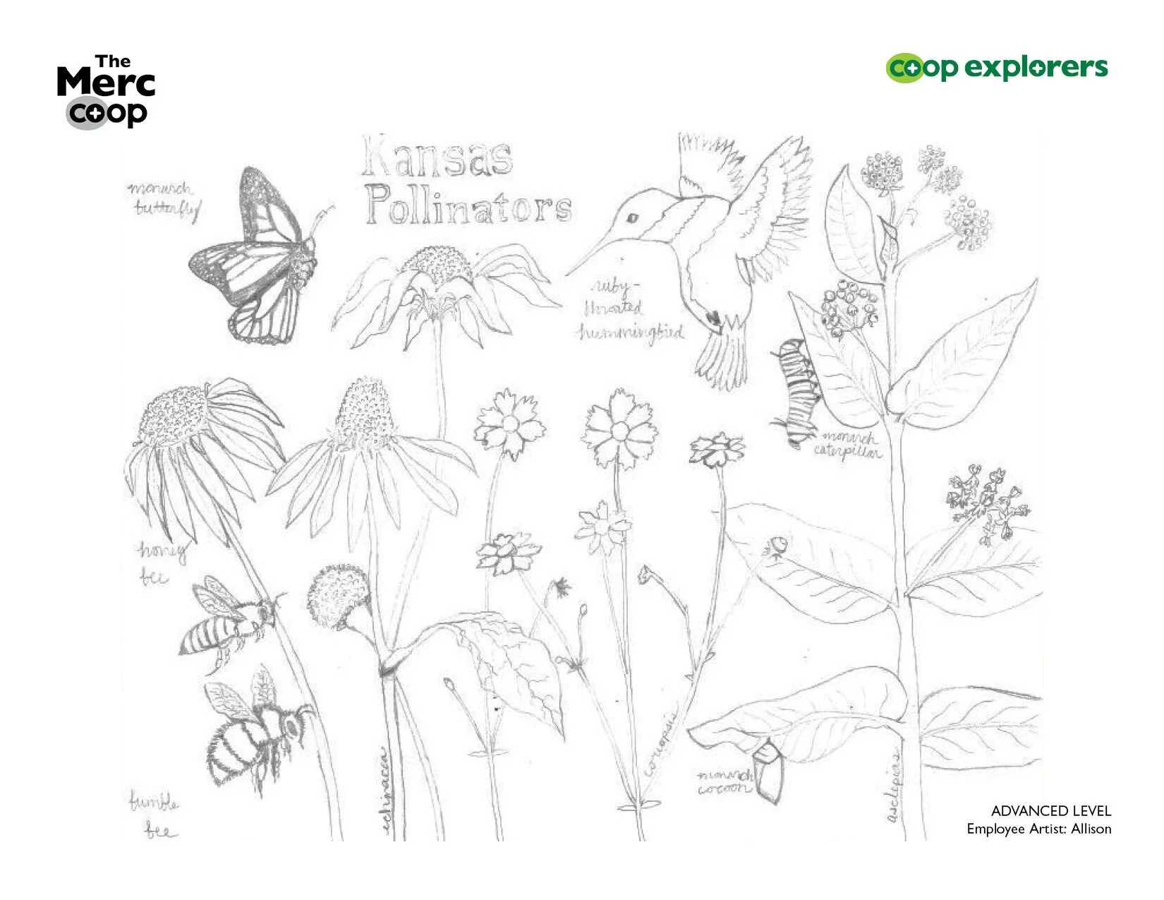 Pollinator Garden & Coloring Contest — The Merc Co+op