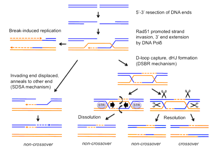 Lorraine S. Symington Laboratory - Resolvases — Department of ...