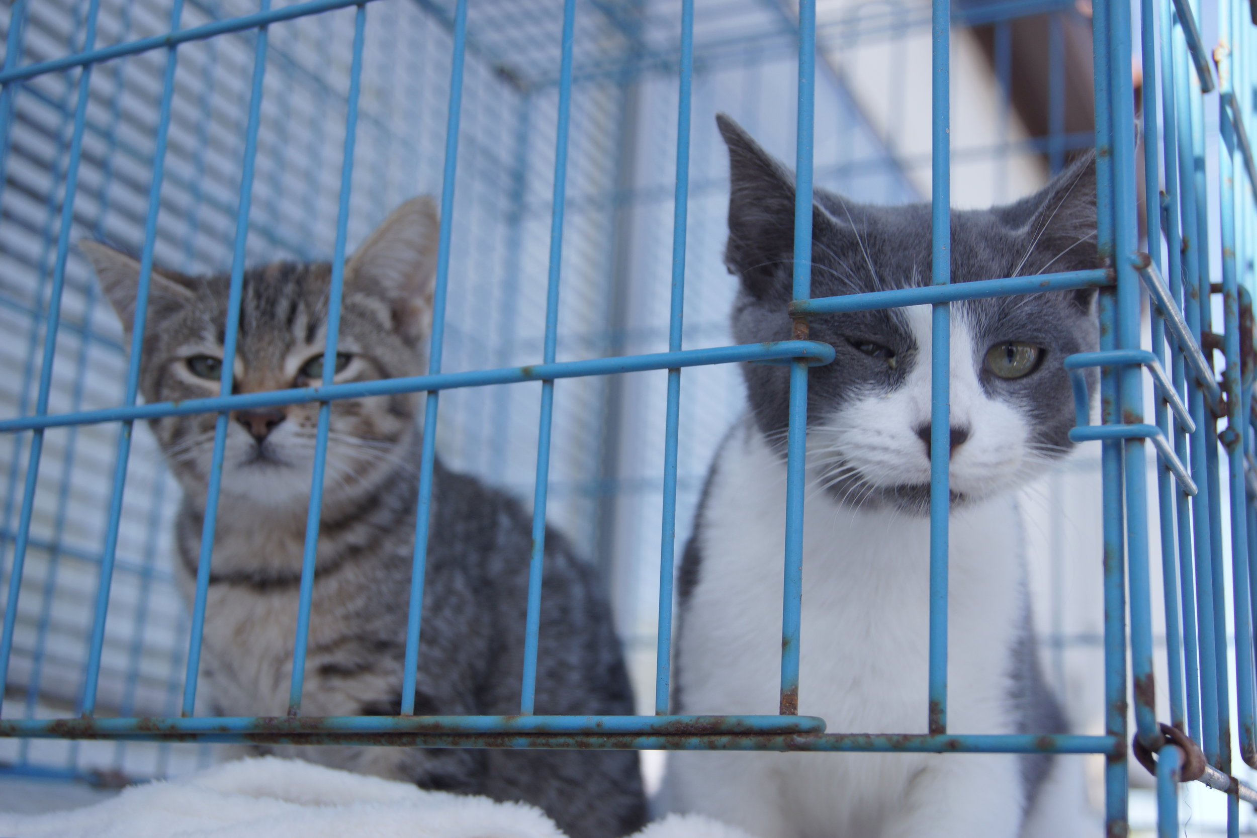 Dogs for Adoption Near Me - San Diego Puppy Rescue