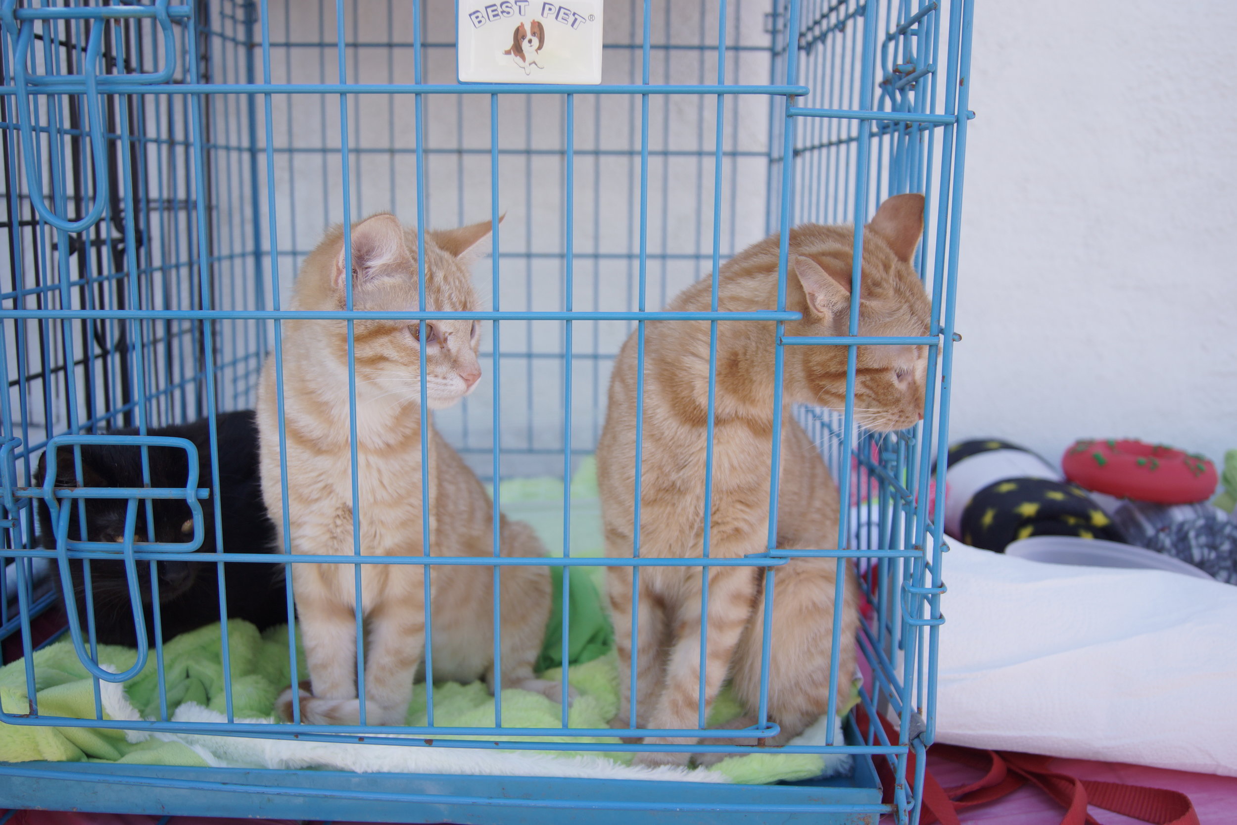 Dogs for Adoption Near Me - San Diego Puppy Rescue