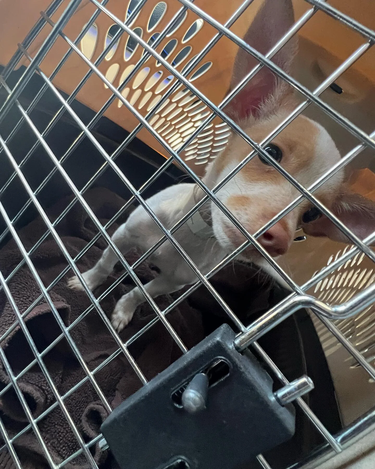 Lovable Rescue Dogs IEvents I Extraordinary Mutts