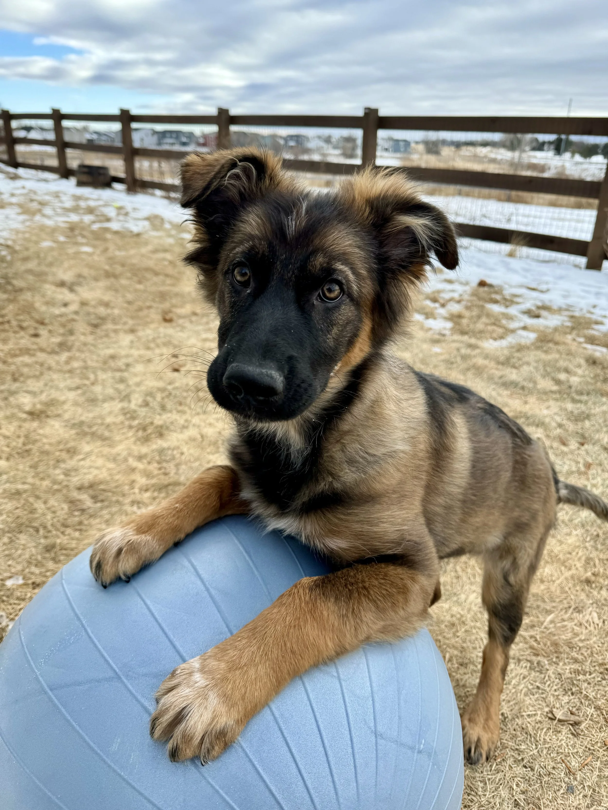 Group Dog training classes in Fort Collins and Loveland — Good Dog ...