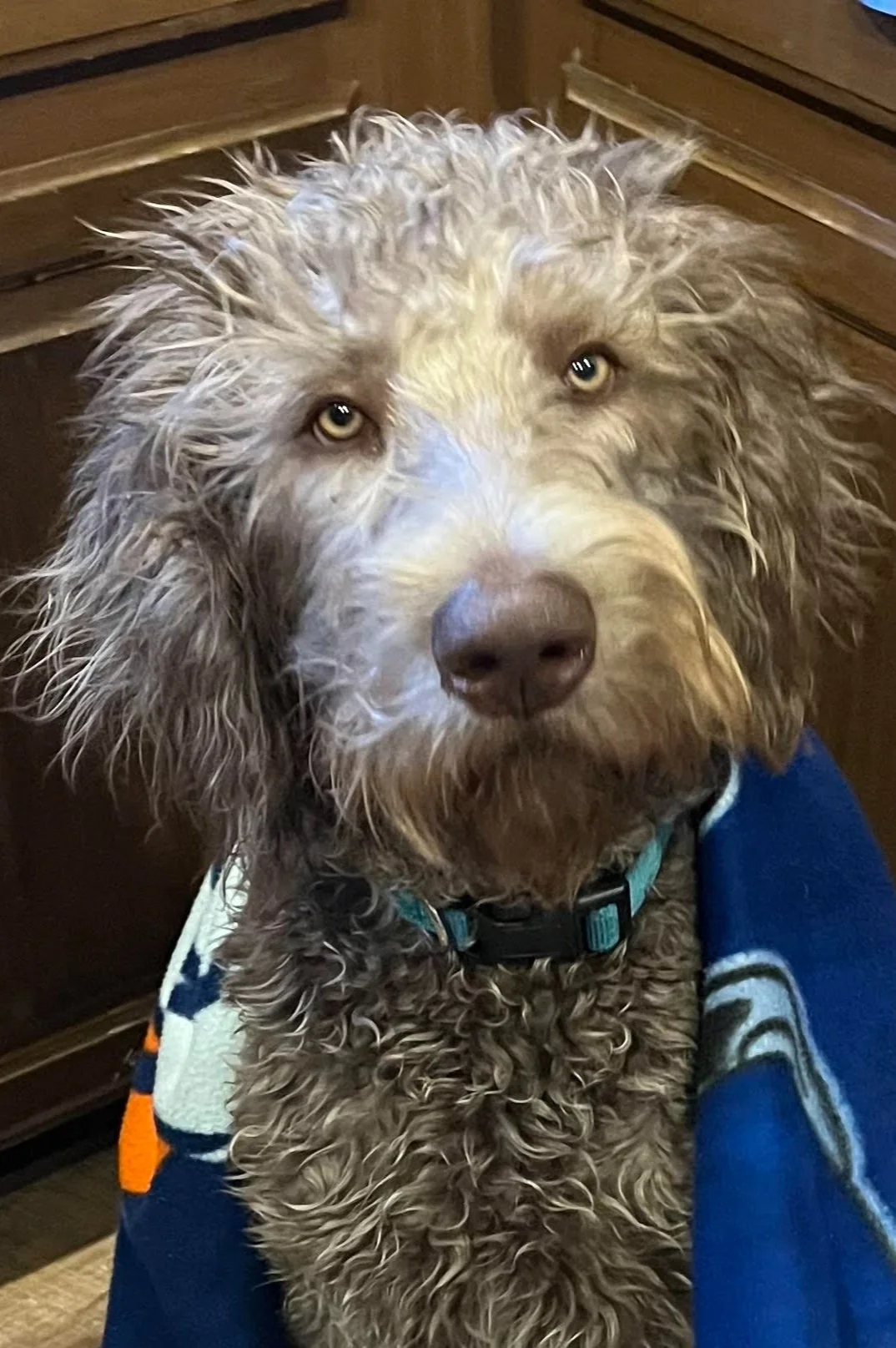 Group Dog training classes in Fort Collins and Loveland — Good Dog ...