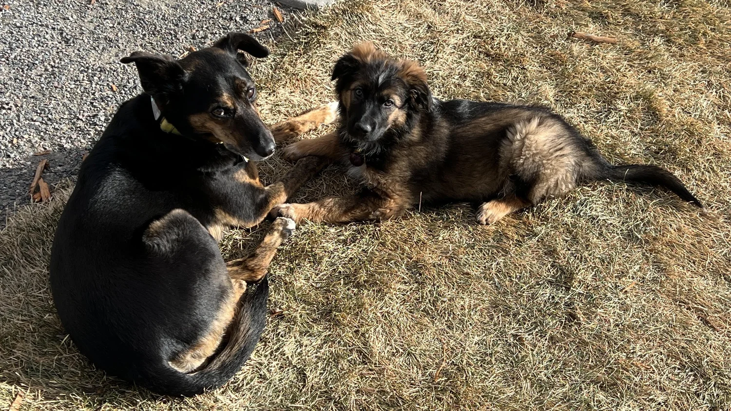 Good Dog! Behavior Training