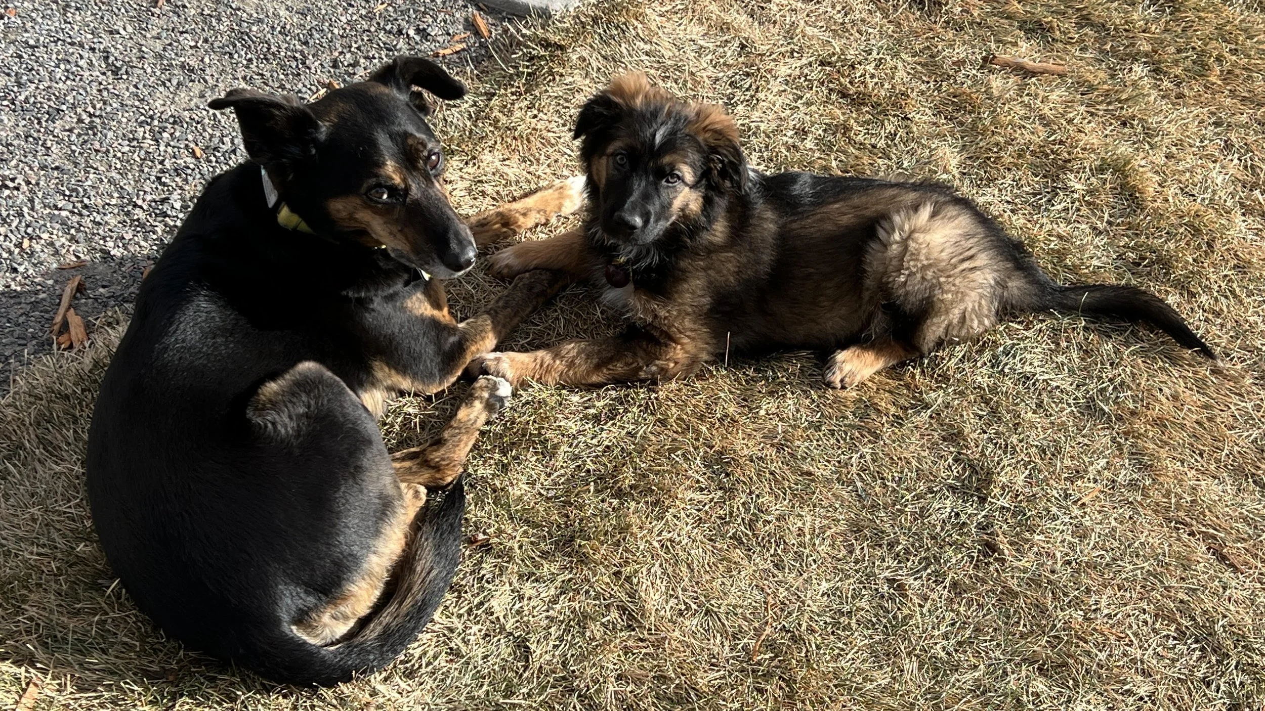 Good Dog! Behavior Training