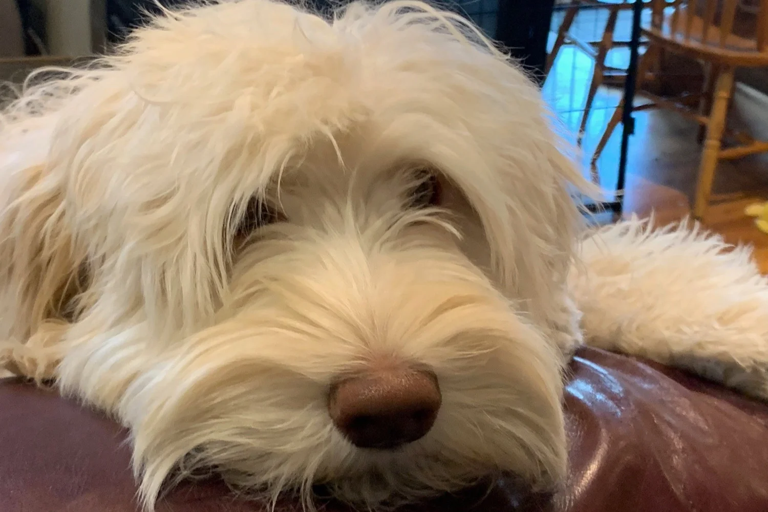 In-Home Training — Good Dog! Behavior Training