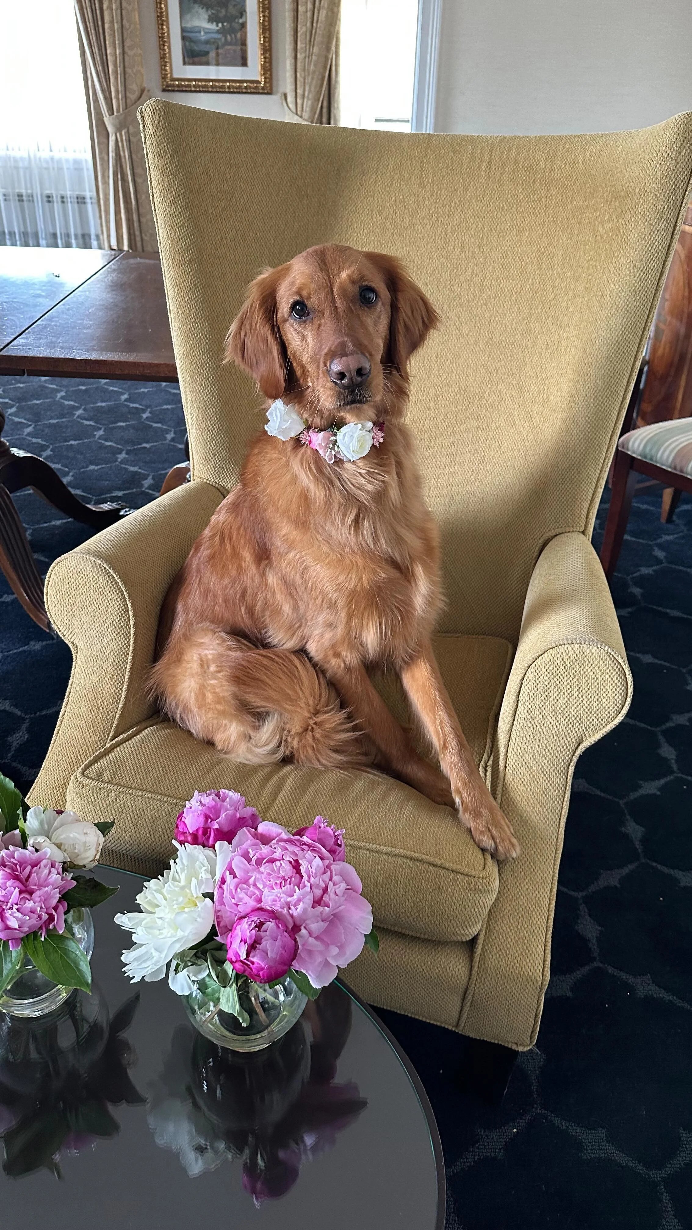 Luxe Dog Nanny